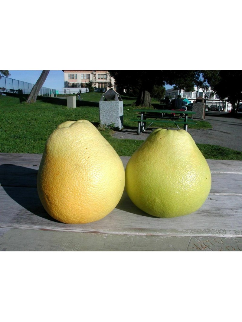 Limone Carrubaro Agrumi di Sicilia pianta vaso