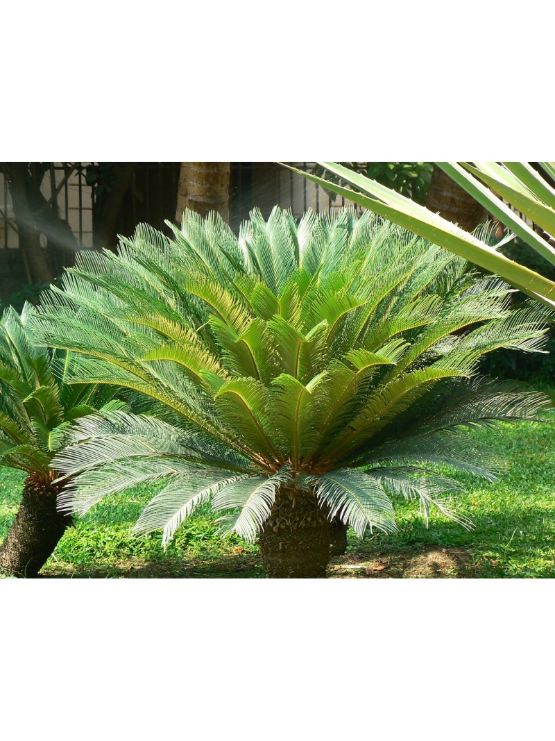 Vendita online palme da giardino o balcone - Vivaio di Castelletto