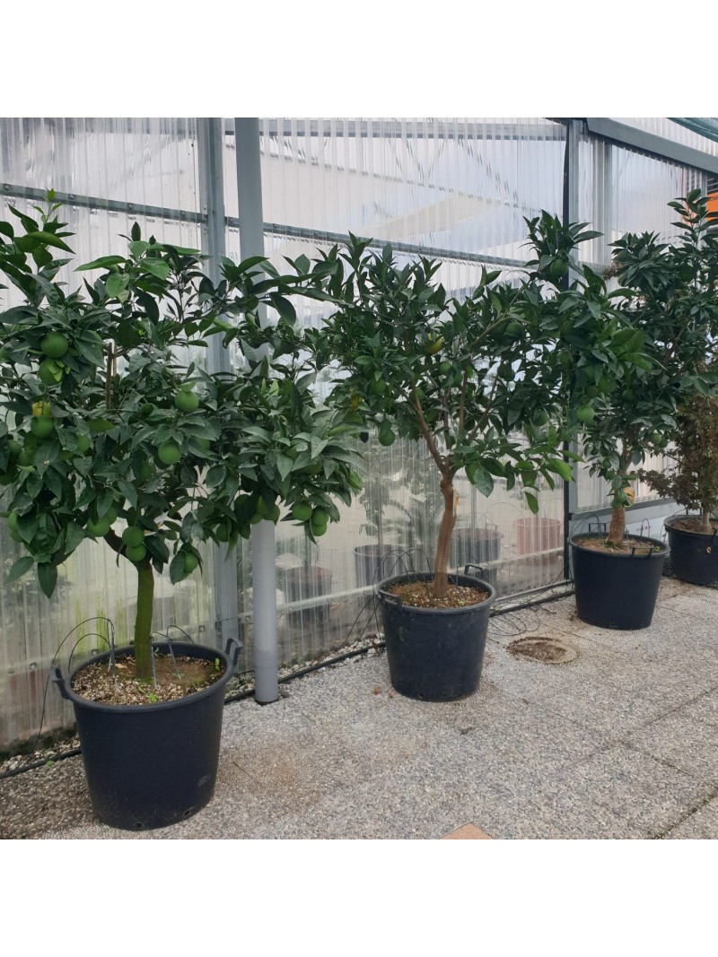 Vendita piante di agrumi online. Vasta scelta su Vivaio di Castelletto (2)