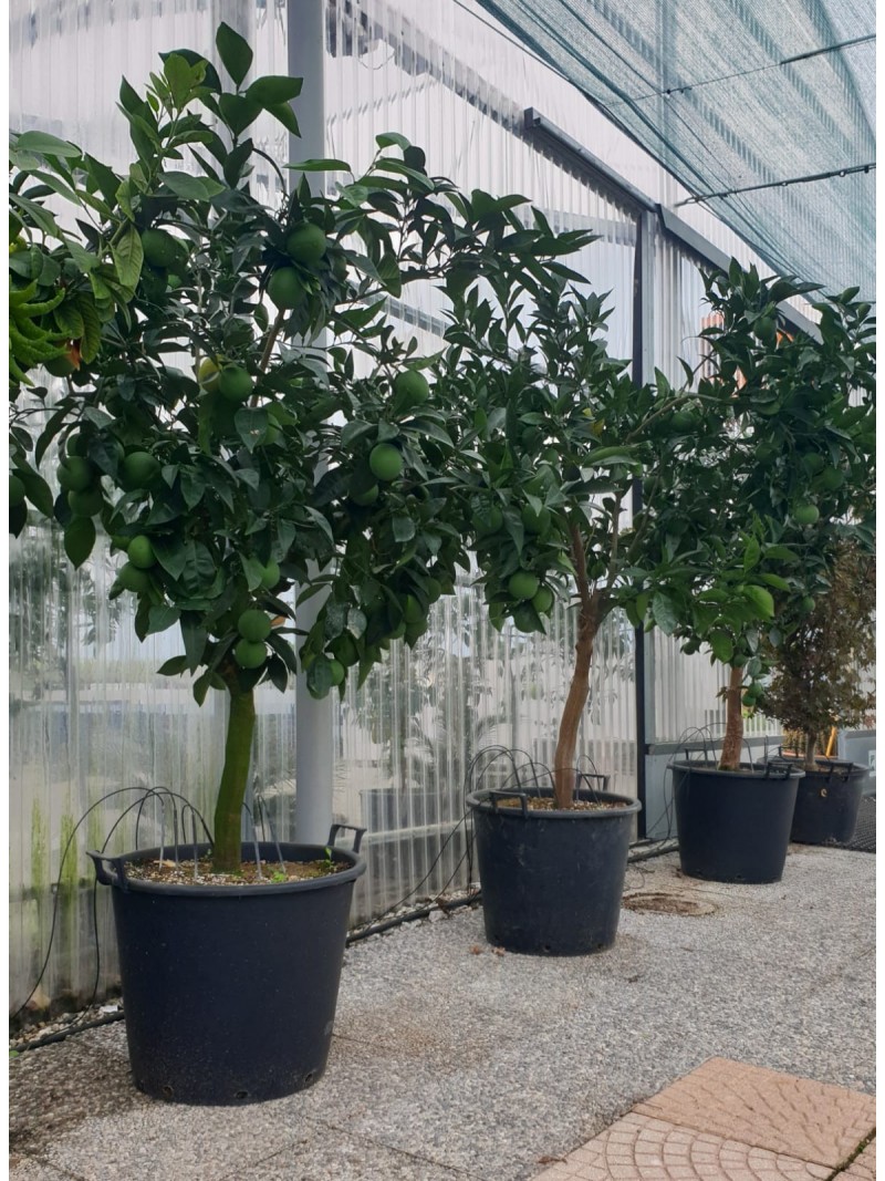 Limone Carrubaro Agrumi di Sicilia pianta vaso