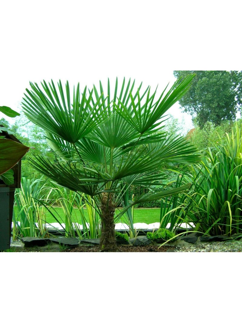 Vendita online palme da giardino o balcone - Vivaio di Castelletto