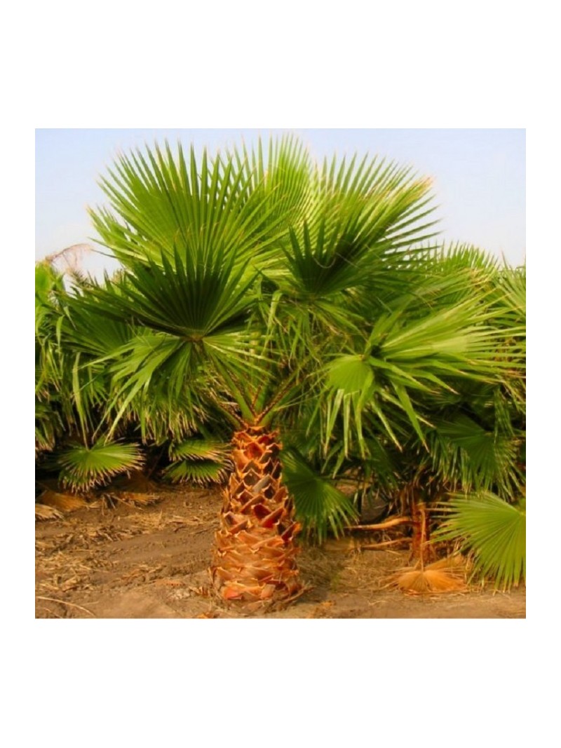 Vendita online palme da giardino o balcone - Vivaio di Castelletto