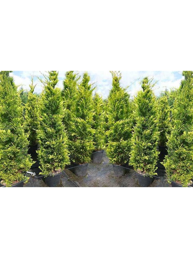 Coltivazione e cura del cipresso di Leyland - Vivaio di Castelletto
