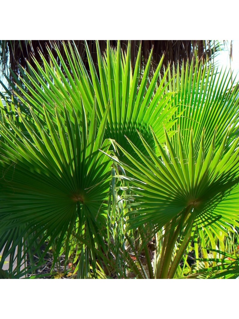 Vendita online palme da giardino o balcone - Vivaio di Castelletto
