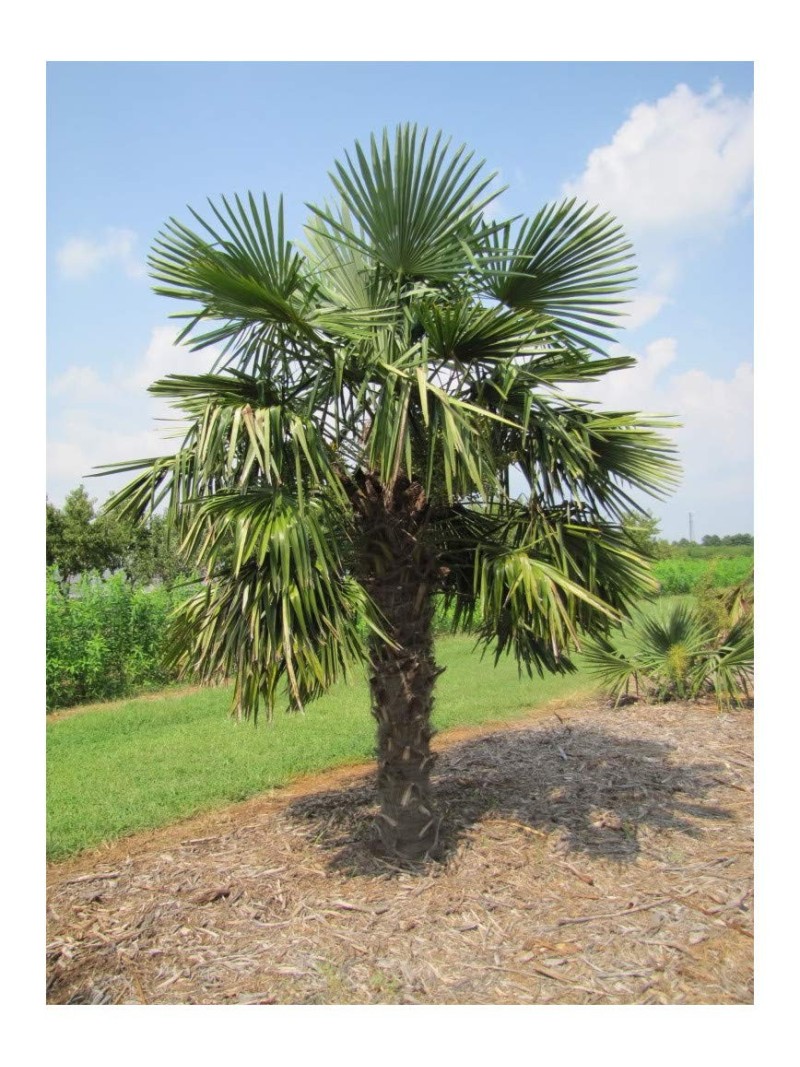 Vendita online palme da giardino o balcone - Vivaio di Castelletto