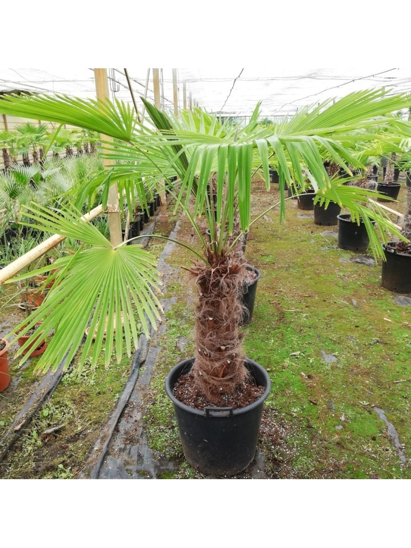Vendita online palme da giardino o balcone - Vivaio di Castelletto