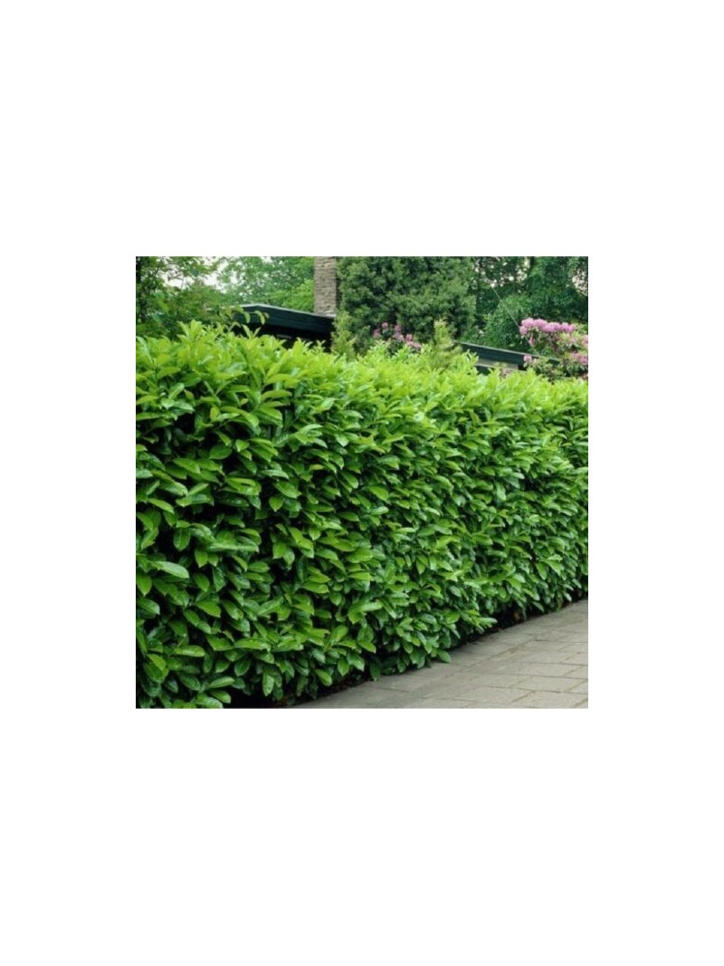 Pianta Tuia Smaragd in vaso, h. 60/80 cm