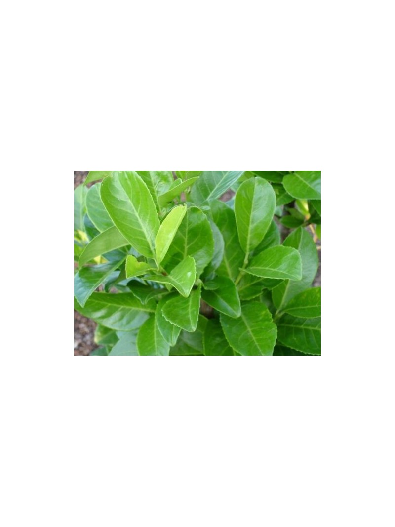 Pianta Tuia Smaragd in vaso, h. 60/80 cm