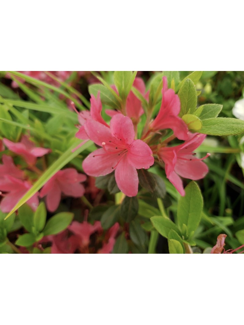 Come coltivare l'azalea in giardino: il fiore della gioia - Vivaio di ...