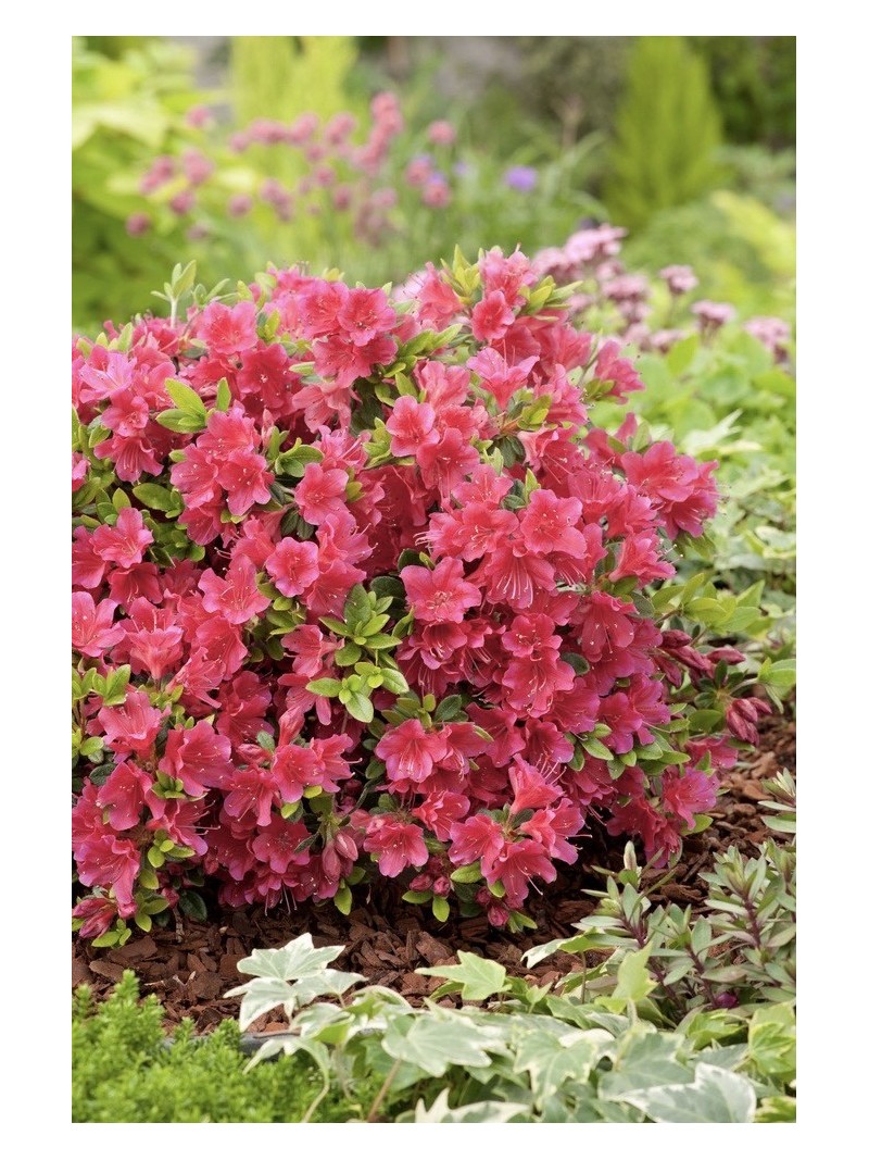 Gelsomino Tricolor "Rhyncospermum Asiaticum Tricolor" 3 piante in vaso ...