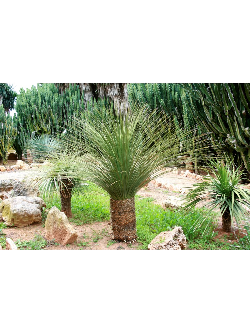 Vendita online palme da giardino o balcone - Vivaio di Castelletto