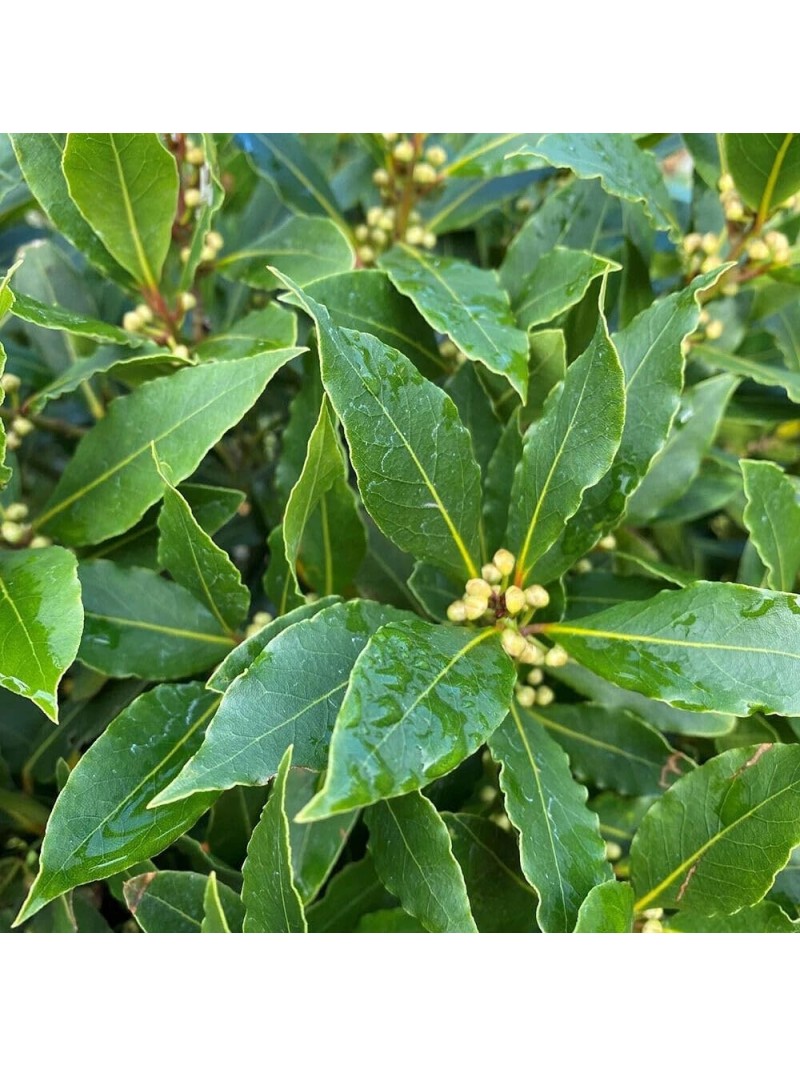 Lagerstroemia: come curarla e coltivarla - Vivaio di Castelletto