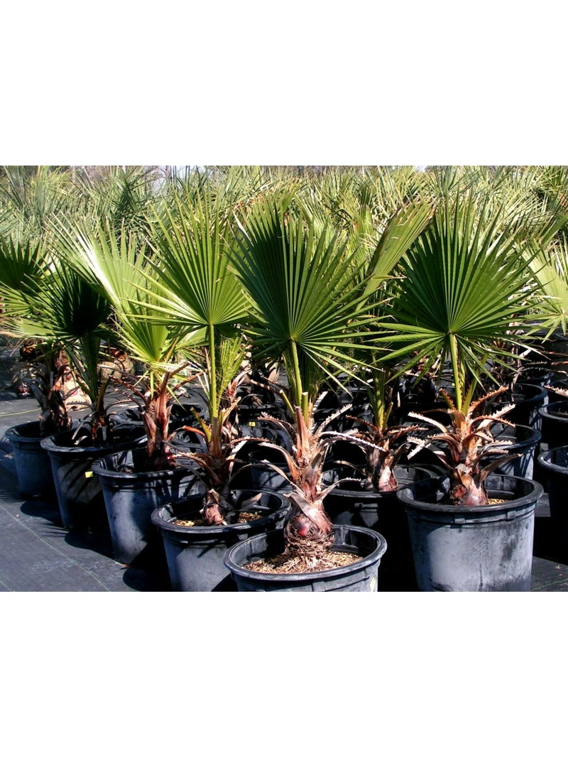 Vendita online palme da giardino o balcone - Vivaio di Castelletto