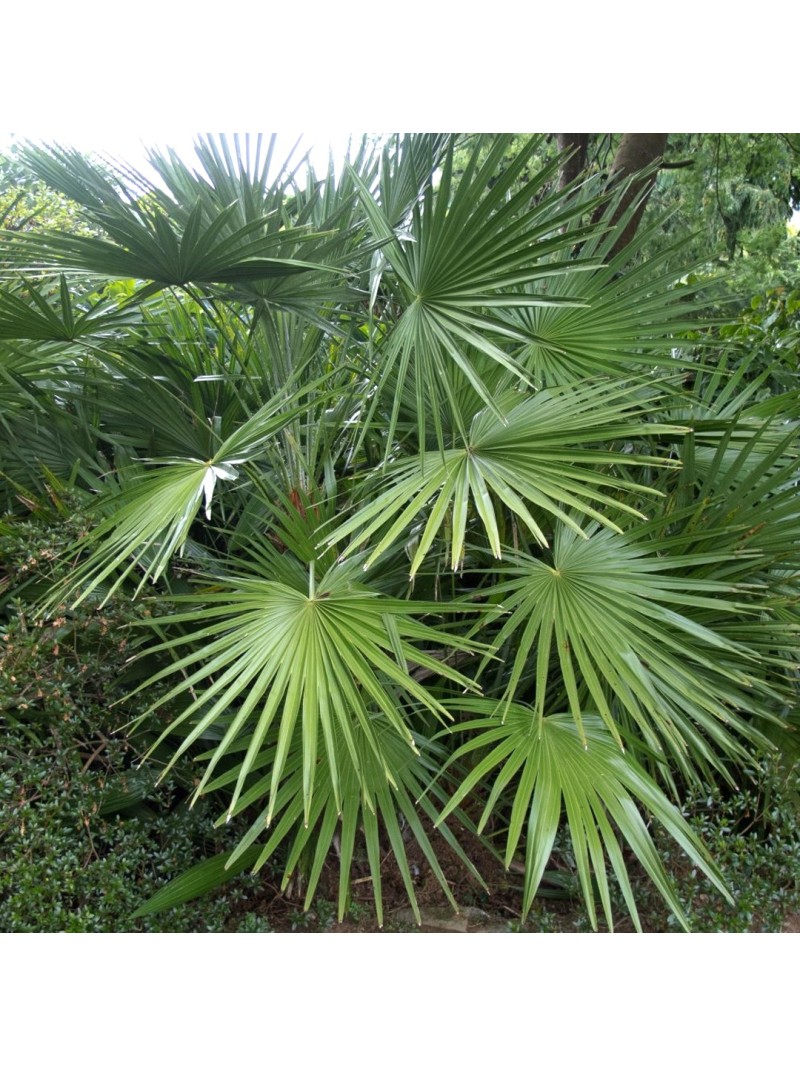 Vendita online palme da giardino o balcone - Vivaio di Castelletto