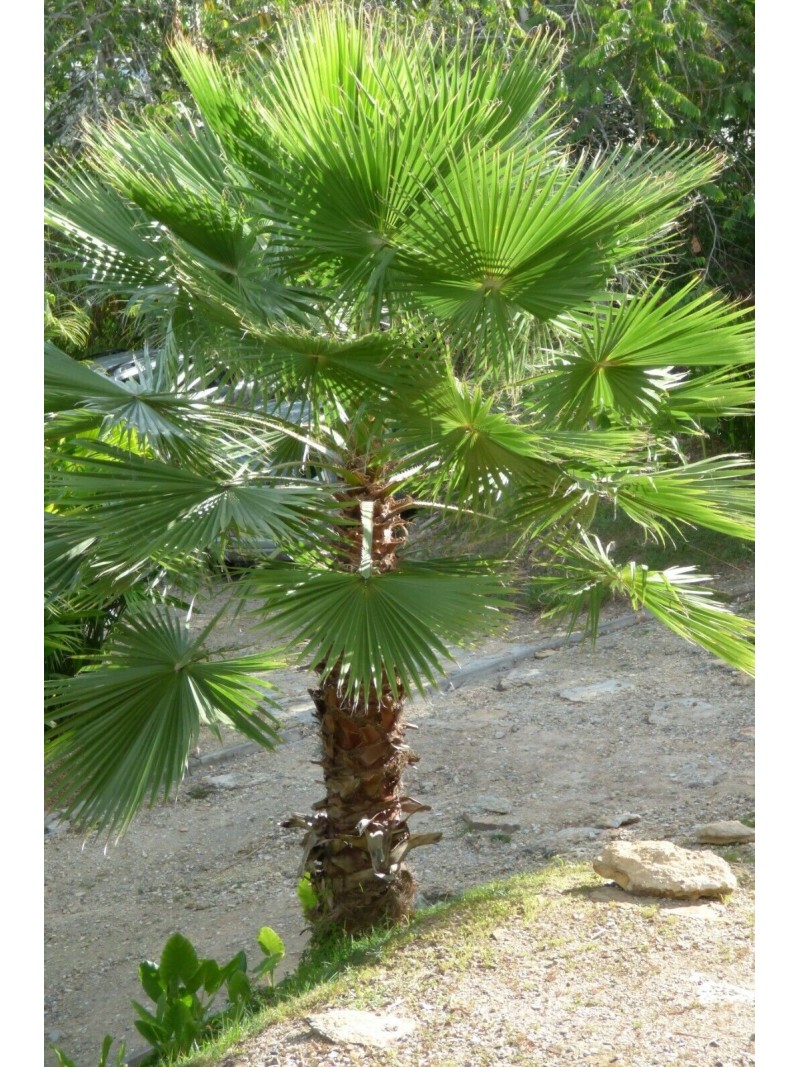Vendita online palme da giardino o balcone - Vivaio di Castelletto